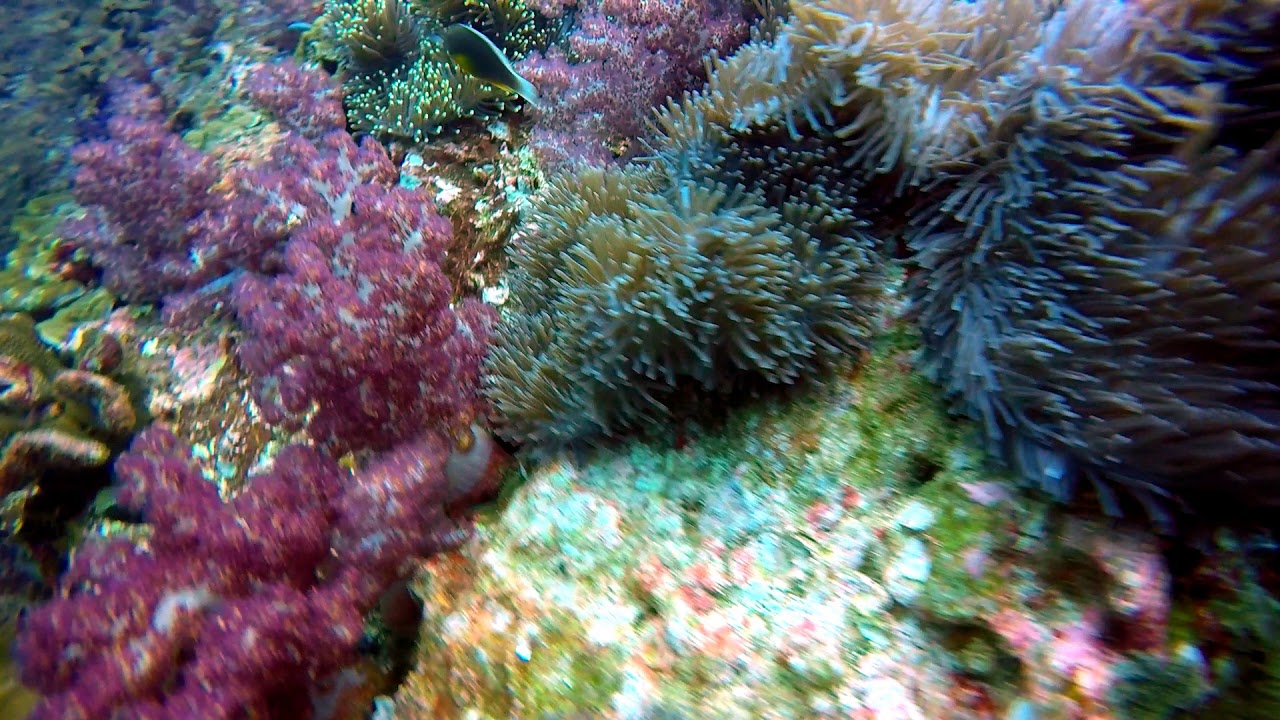 A taste of the Similans with Similan Diving Safaris - YouTube