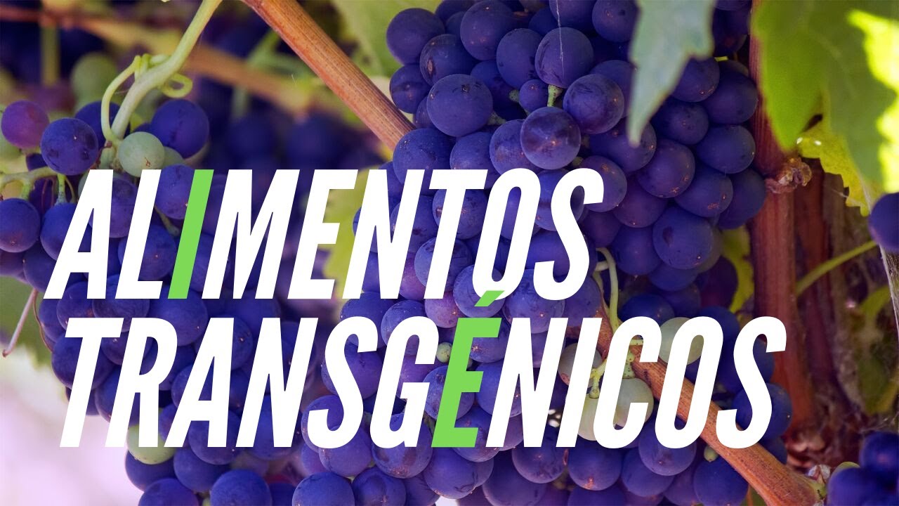 Alimentos TRANSGÉNICOS Ventajas y Desventajas 1️⃣ ¿Buenos o Malos ...