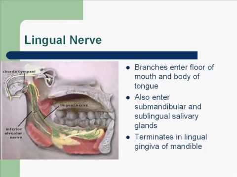Trigeminal Nerve Mandibular Division - YouTube
