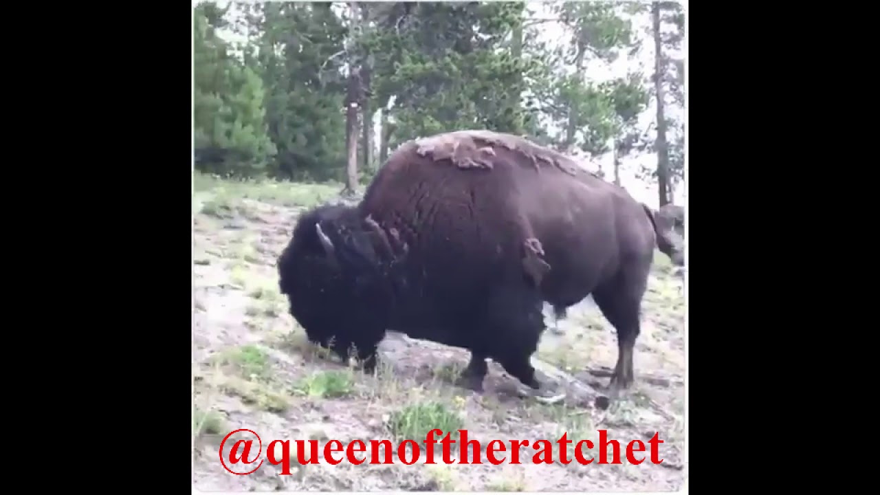 ANIMALS - QUEEN OF THE RATCHET - YouTube