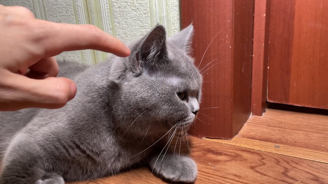 How the Cat Navigation System Works - YouTube