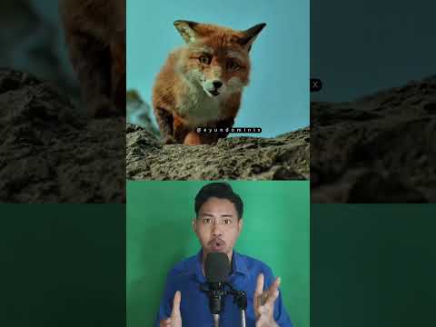 Kasihan !! bocil ini terjatuh setelah menolong musang 😭 #shorts