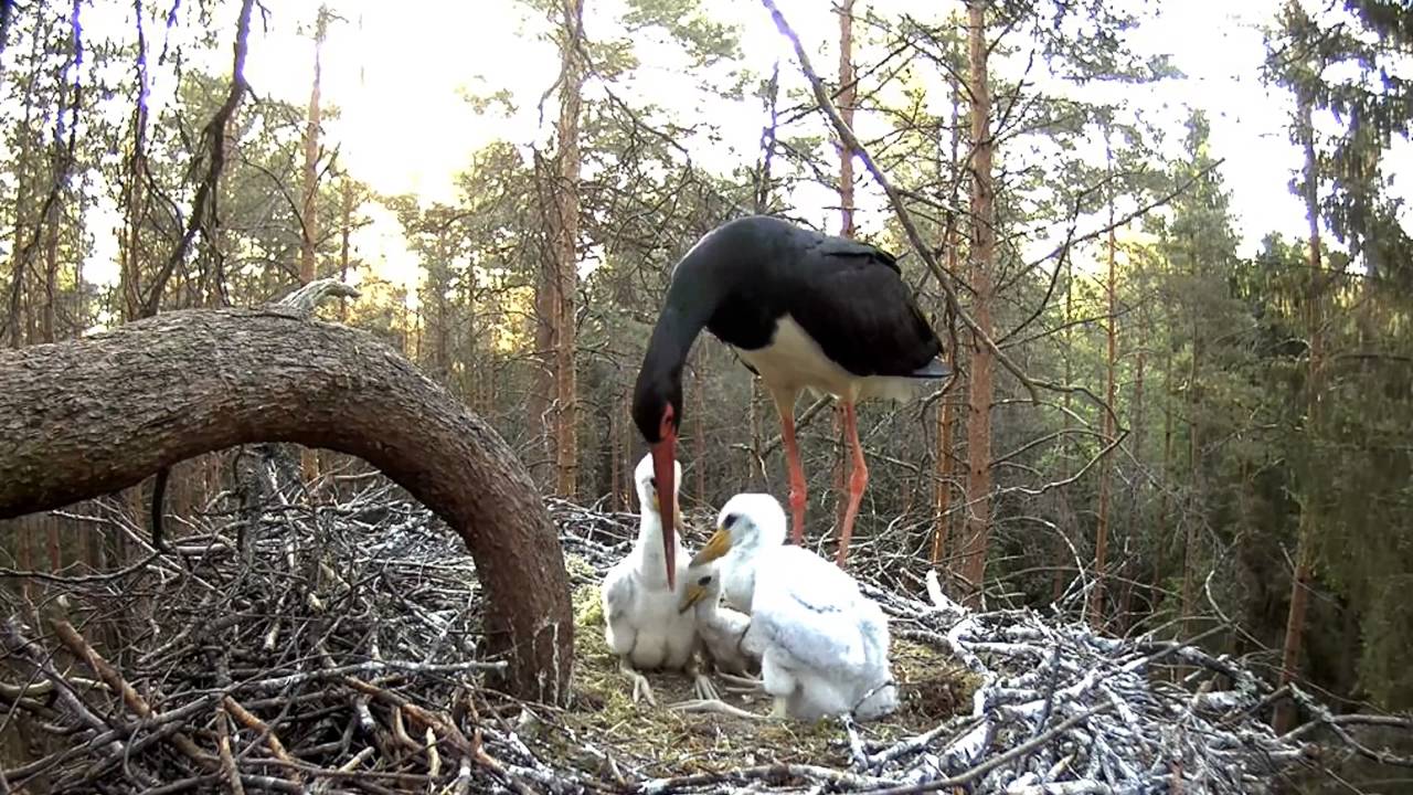5h52m must toonekurg female is feeding the chicks - YouTube