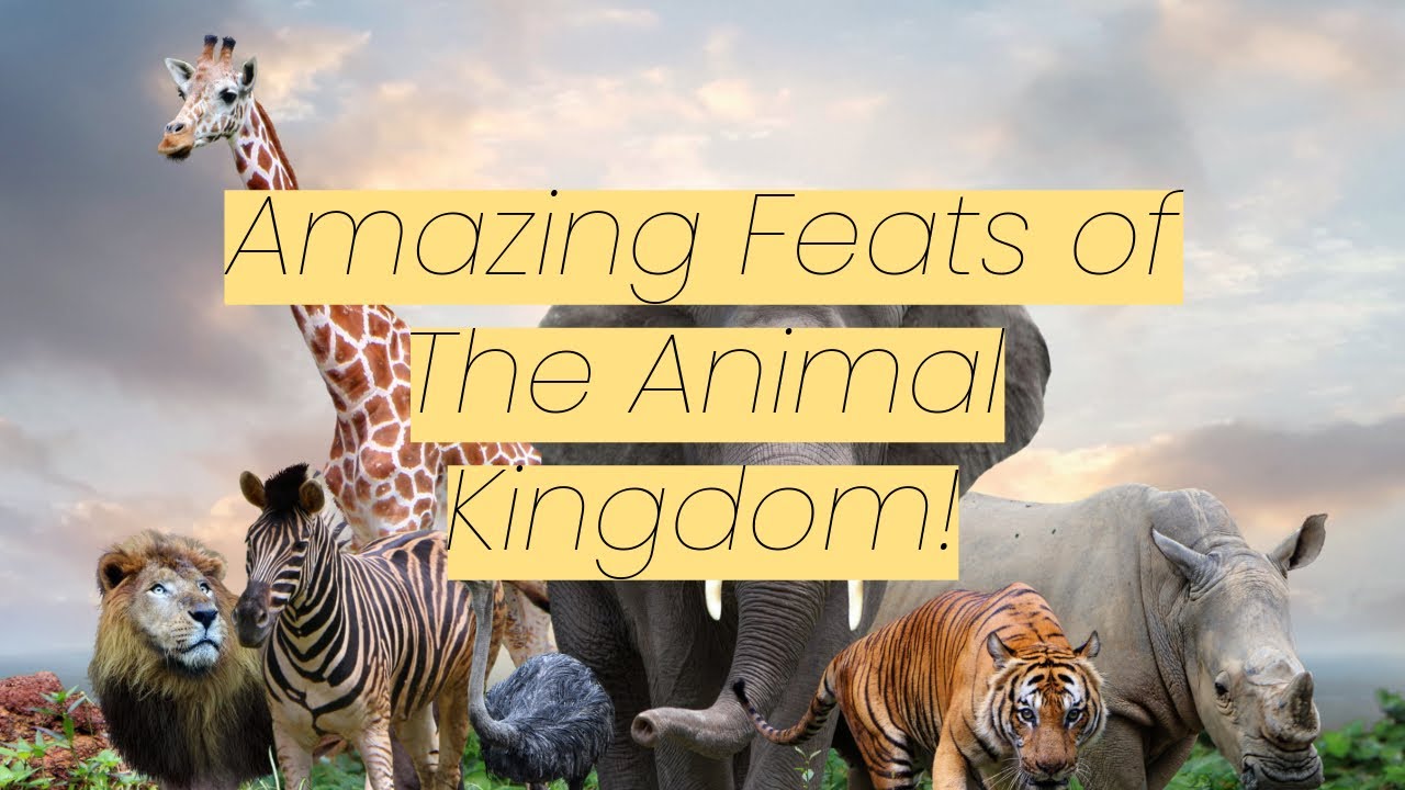 Unbelievable Animal Feats You Won’t Believe! - YouTube