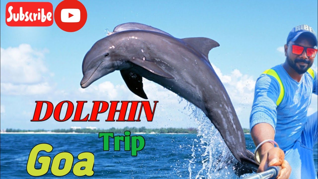 GOA তে DOLPHIN দেখতে সমুদ্রে 20 KM গভীরে || #dolphin #goa - YouTube