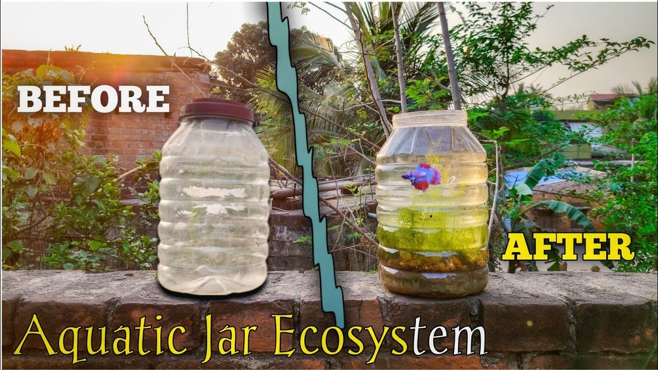 How To Terrarium Ecosystem.Aquatic Jar Ecosystem Making At Home ...