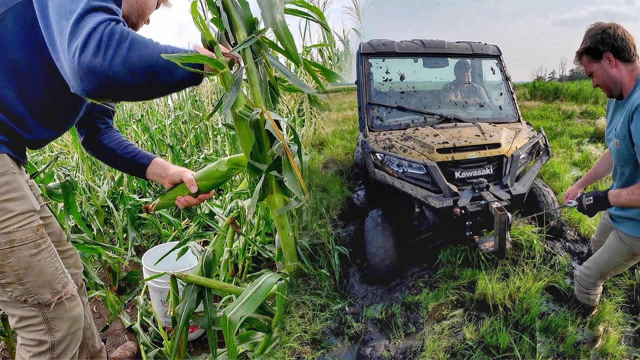 Sweet Corn Harvest and very Stuck UTV - YouTube