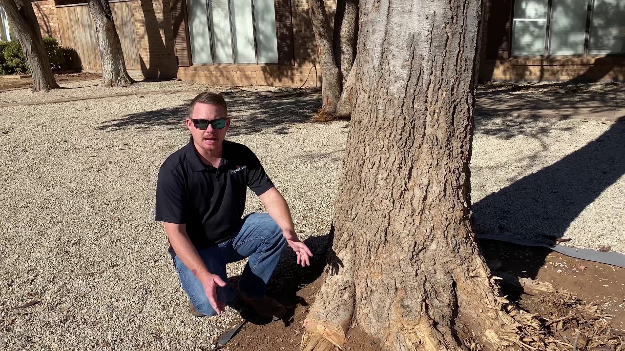 An ISA Certified Arborist Can Help You Prevent Tree Damage - YouTube