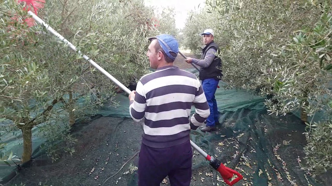 Συγκομιδή ελιών τύπου Arbequina (Αρμπεκίνα) με ελαιοραβδιστικα. - YouTube