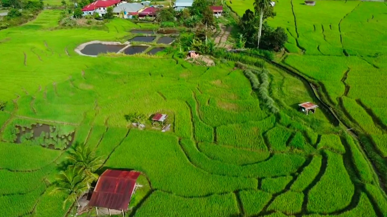 Padi View Kg.Kapayan Baru Tambunan - YouTube