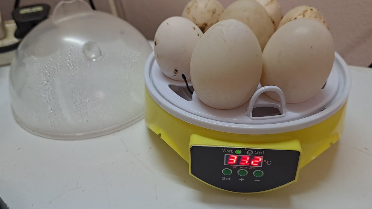 Mini Incubator Unboxing|| 7 eggs Mini Incubator - YouTube