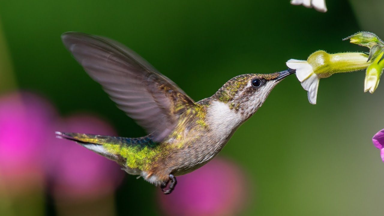 🕊Tranquil Nature Sounds🕊Sounds of Birds Chirping in the Woods🕊 - YouTube