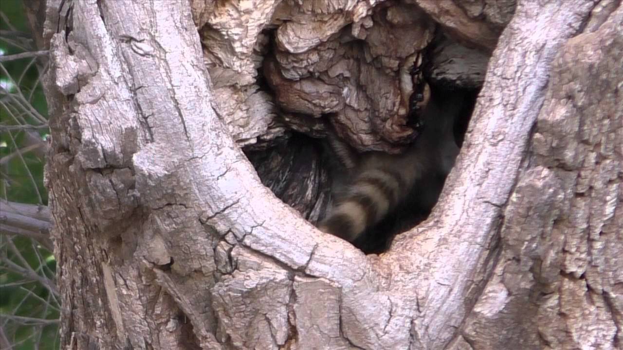 Raccoon Den MBO blog - YouTube