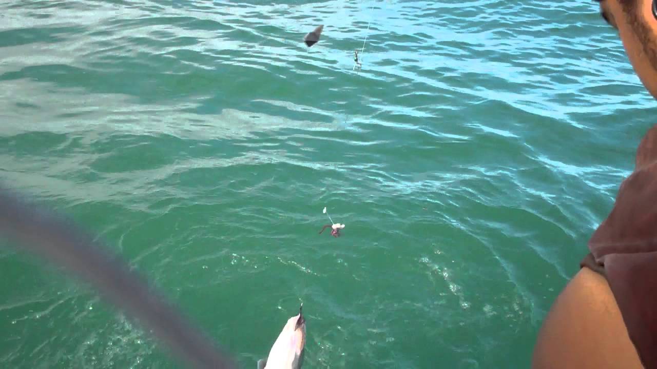 Fishing with the cuzzy's 2012 (deep - sea - eel) - YouTube