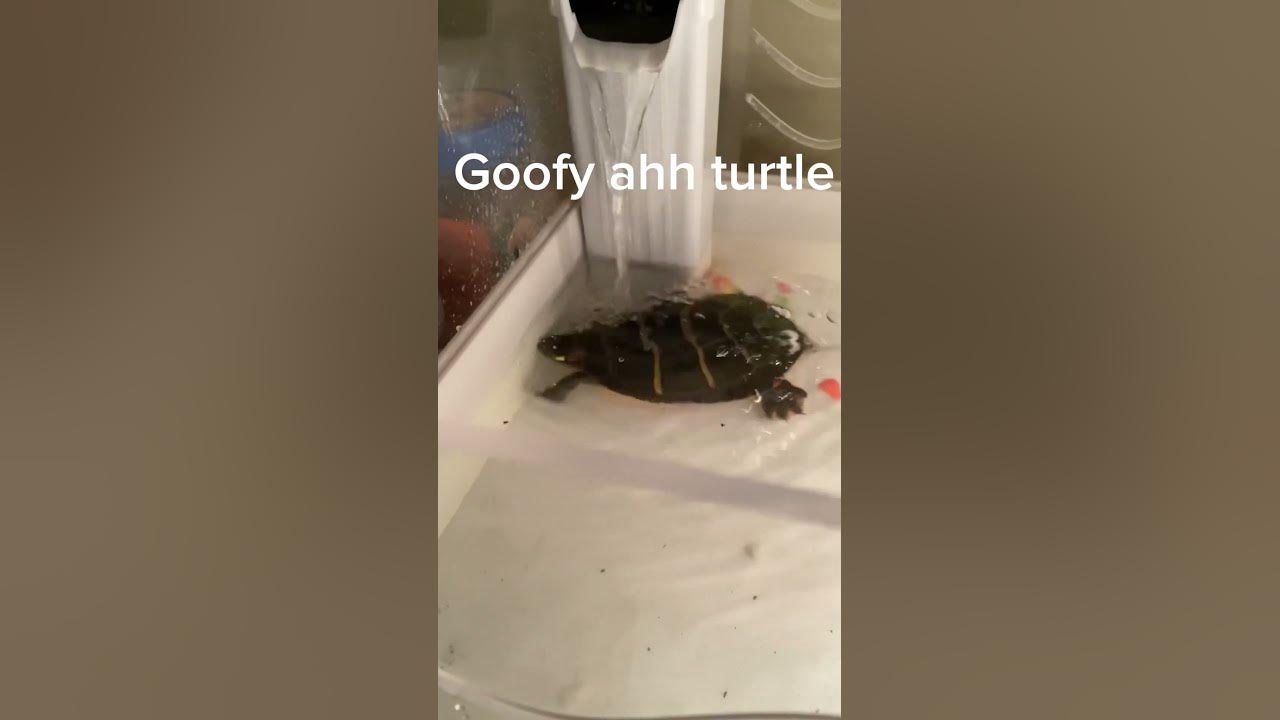 Goofy ahh turtle - YouTube