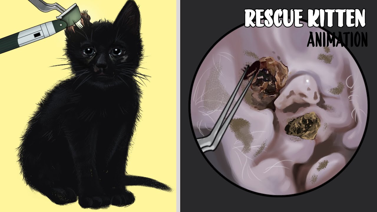 [ASMR] Rescue kitten animation / RESCUE POOR BABY CAT ANIMATION / stop ...