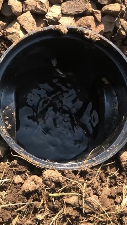 How To Eliminate Water From Flooding Your Yard With A $20 Catch Basin ...