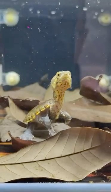 Guigui growing up #turtle #claudius - YouTube