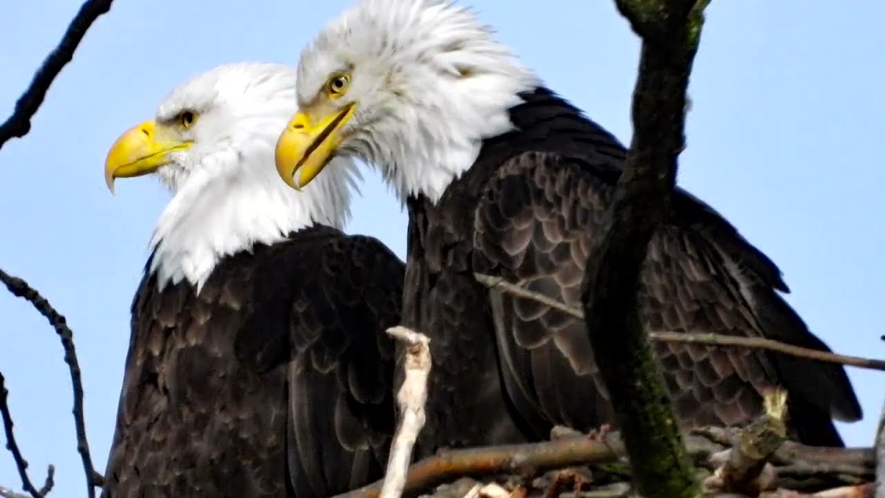 Bald Eagles - YouTube