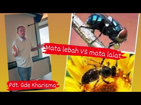 Mata lebah VS mata lalat, pastikan mata kita, mana matamu 😃🕊🔥 - YouTube