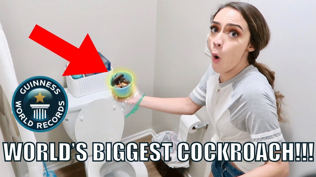 INSANE COCKROACH PRANK ON BOYFRIEND!!! - YouTube