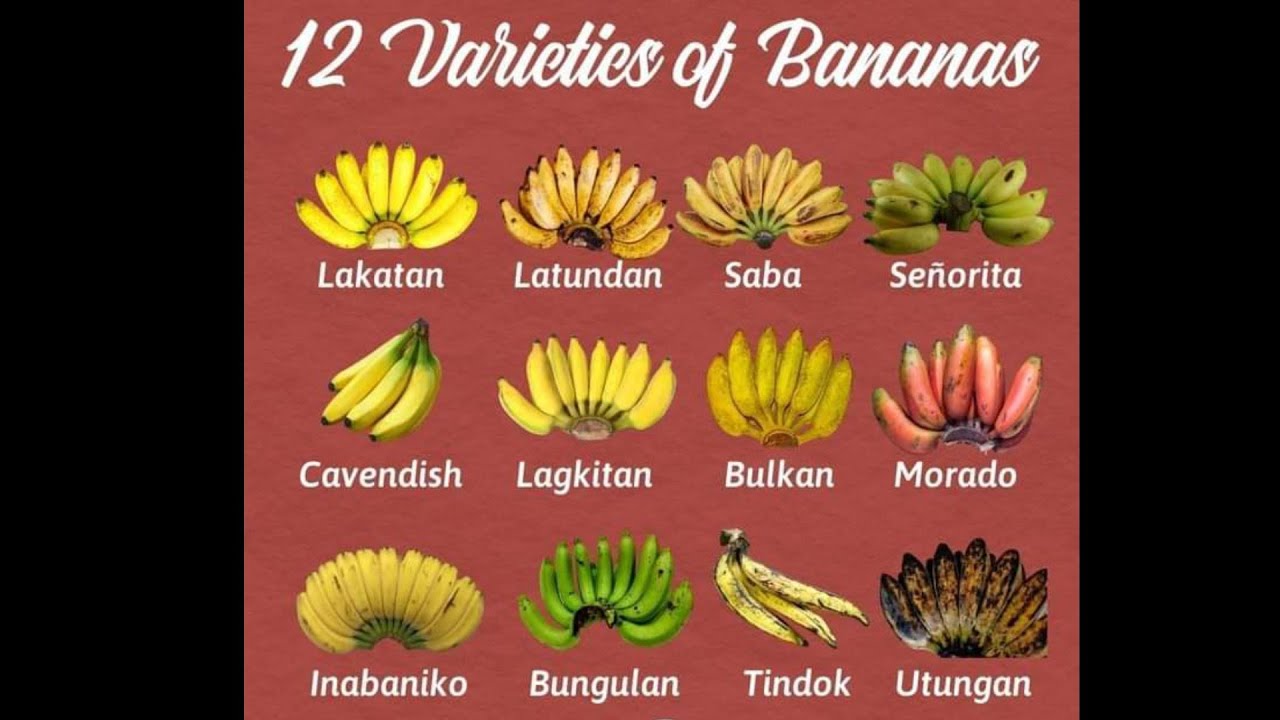 12 VARIETIES OF BANANAS - YouTube