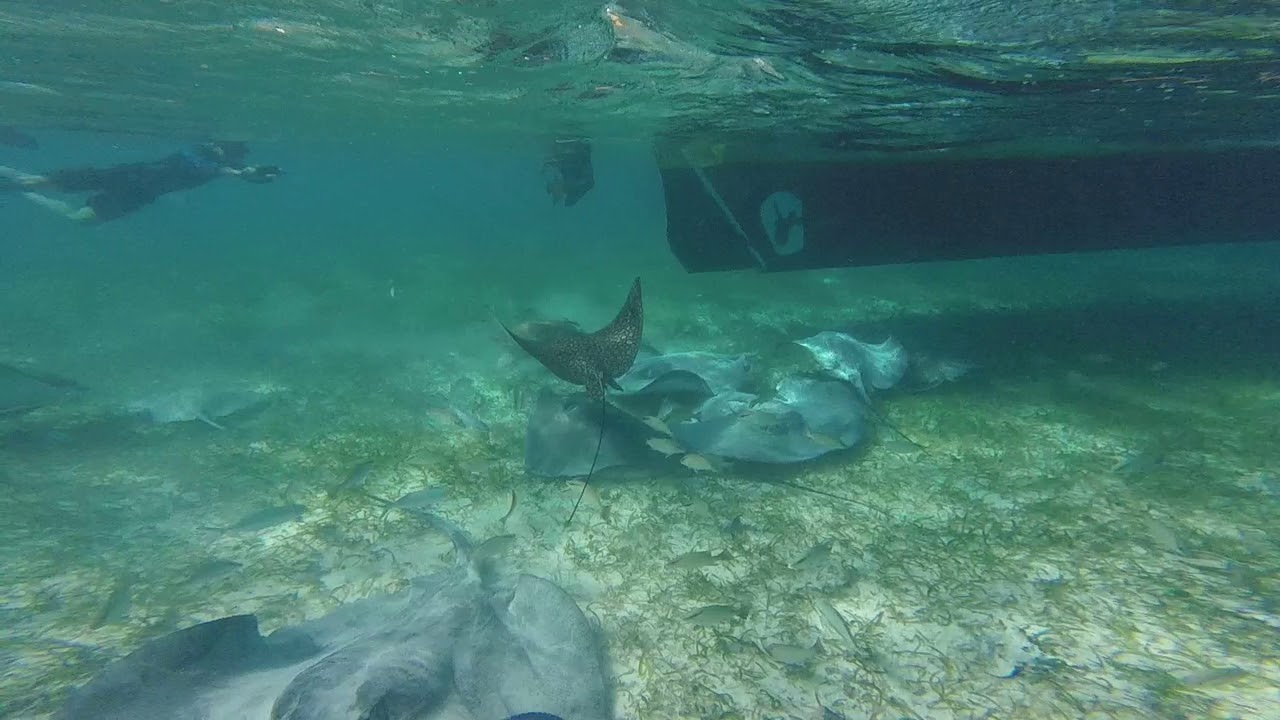 Turtle Alley - YouTube