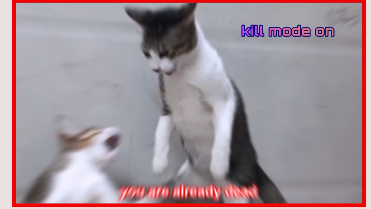 DANK CAT MEME 2020 | I EDITED CAT FIGHT | CAT MEME. EXE - YouTube