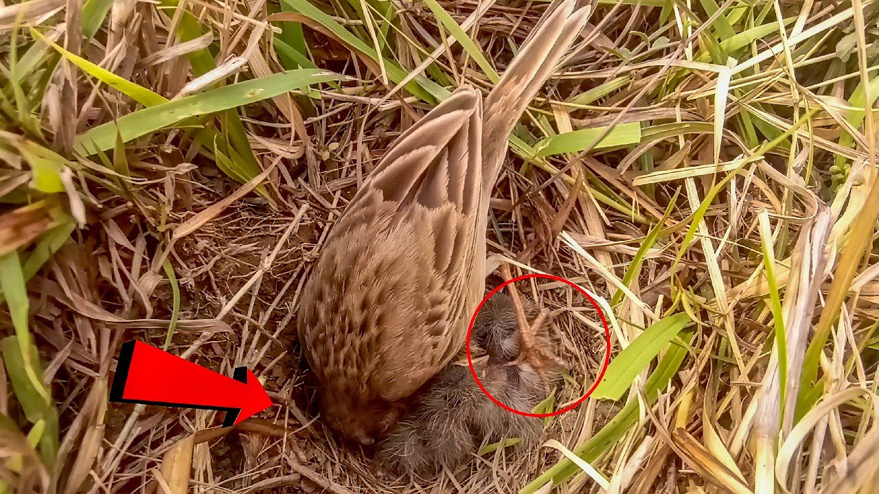 Pipit bird had placed its foot on the baby - YouTube