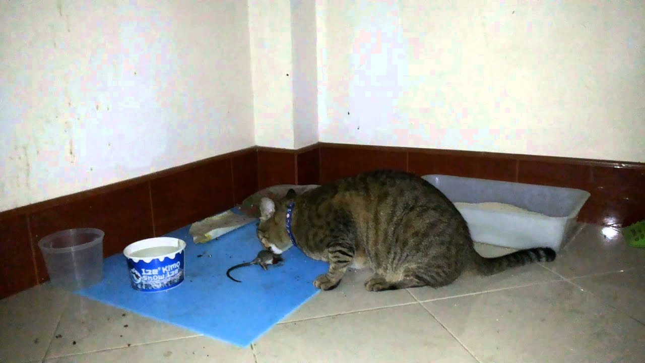 Cat eats rat alive... - YouTube