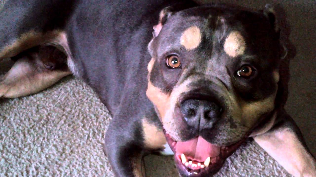 King luckys first video on youtube - YouTube