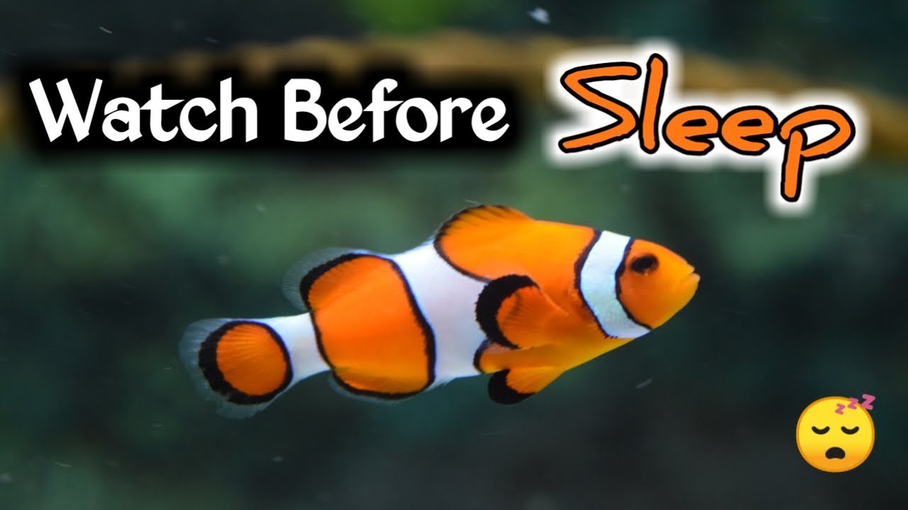 Beautiful Coral Reef Fish, Relaxing Ocean Fish, & Stunning Aquarium ...