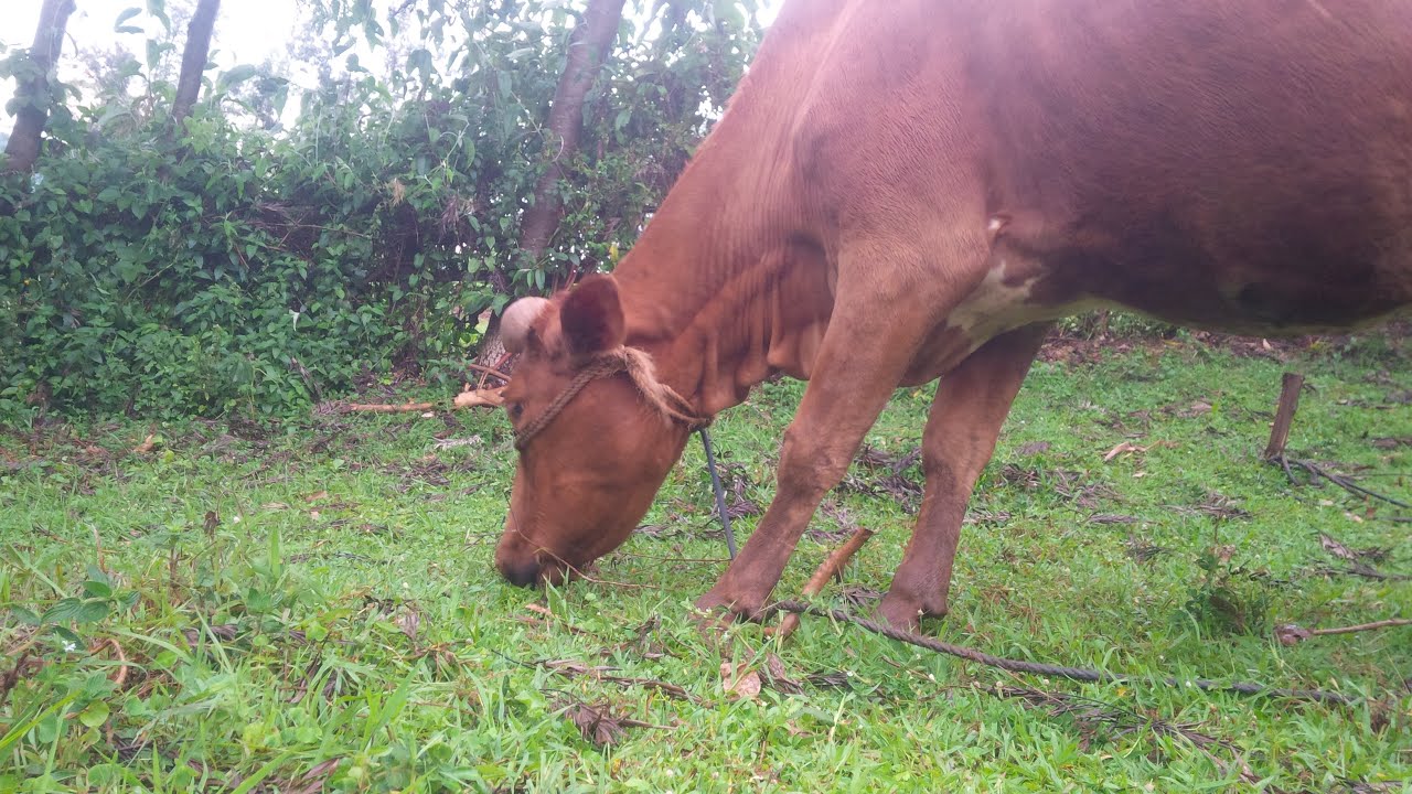 Let us Munch some grass with cow Daisy. - YouTube