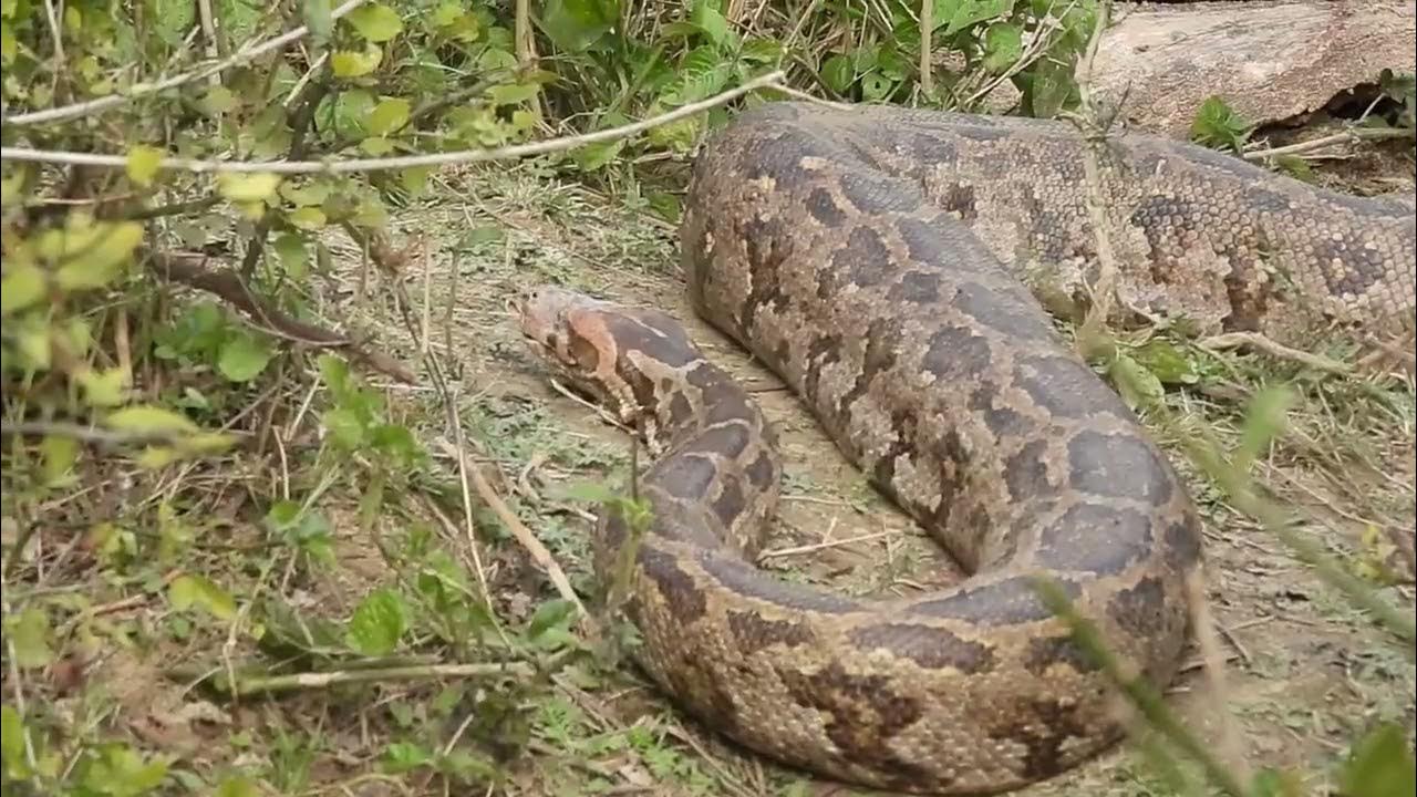big python family #wildlife #keoladeo national park #bharatpur #snake # ...