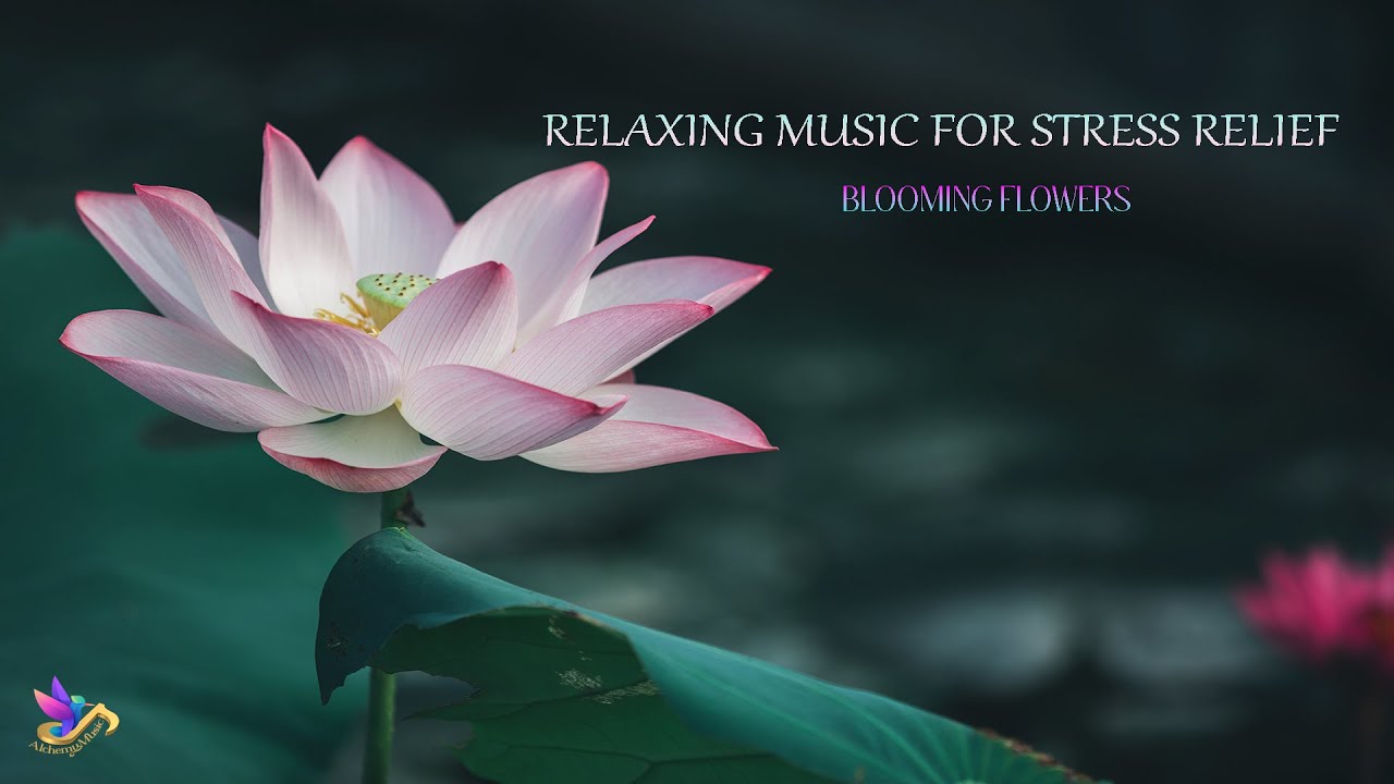 Sleep Music - Stress Relief - Relaxing & Chill Music - Anxiety Music ...