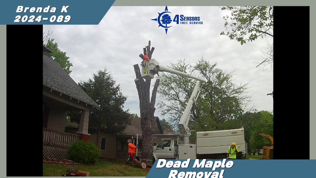 2024 089 Brenda K. Dead Maple Tree Removal 4 Seasons Tree Service ...