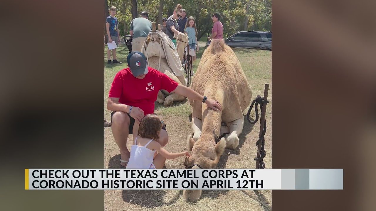 Texas Camel Corps to travel to Coronado Historic Site - YouTube