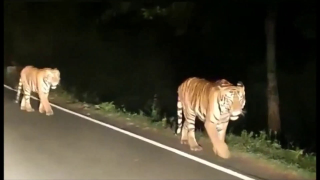 Tiger Spotted on Road | Udumalpet to Munnar Forest Highway | Anamalai ...