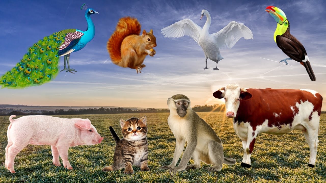 ADORABLE ANIMALS AROUND US: PEACOCK, COW, DOG, MONKEY, CAT - ANIMAL ...