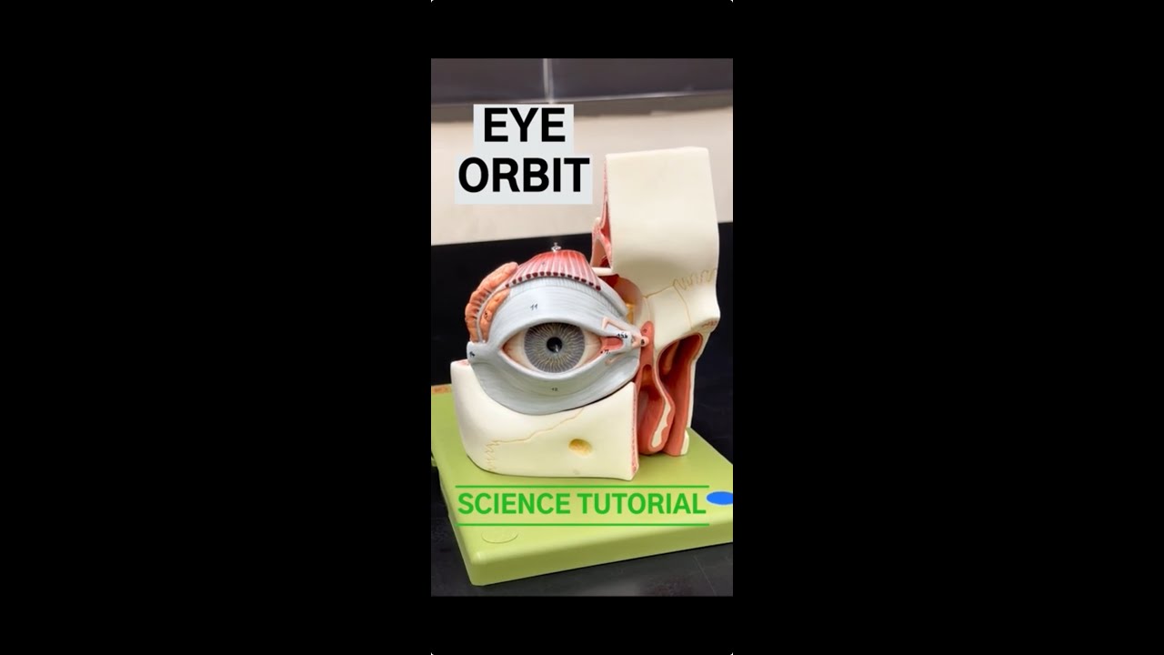 Eye Orbit Model - YouTube