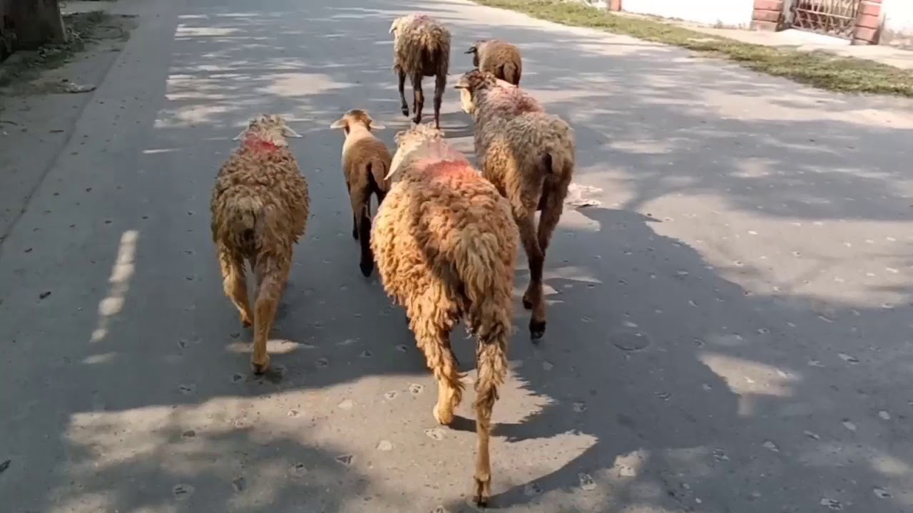 'SHEEP MENTALITY' - Exploring the Crowd Behaviour # 4 - YouTube