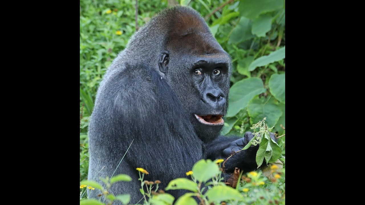UK 's Oldest Silverback Gorilla Dies Aged 42 - YouTube