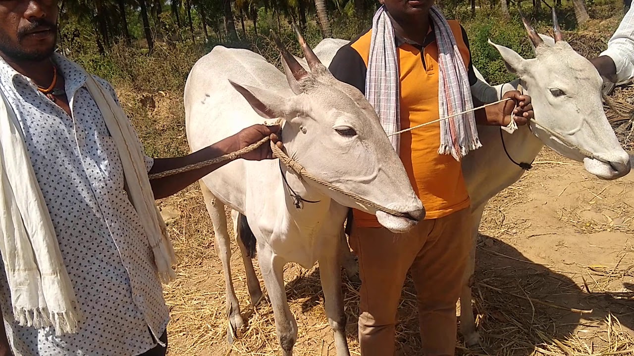 Milk Teeth Hallikar Heifer pair of Farmer Naveen from Baby, Basaralau ...
