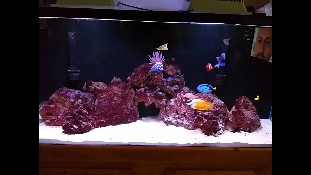 Saltwater fowlr tank - YouTube