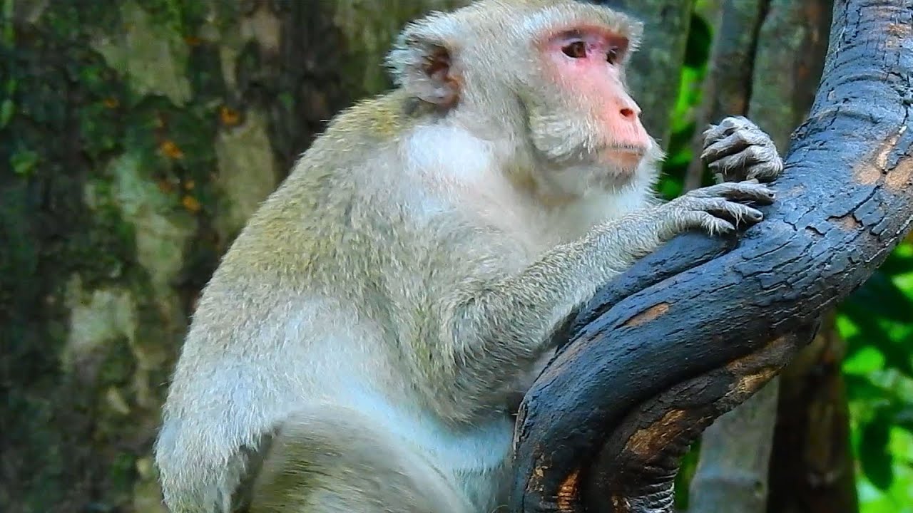 now Jane less to feed milk for Jonna and she is waiting for her baby ...