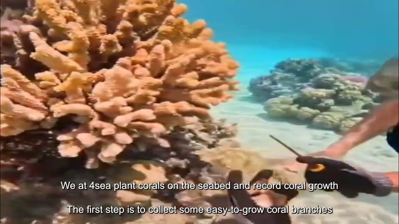 How to grow coral - YouTube