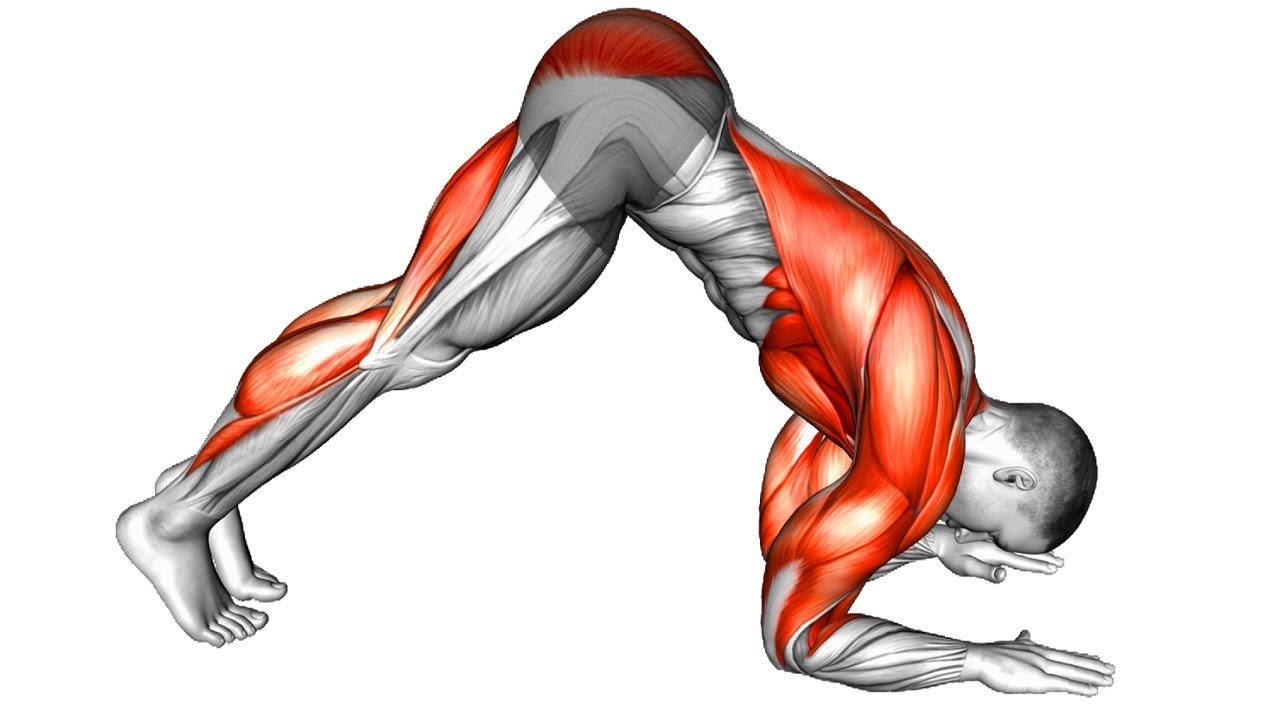 Top 10 Back Exercises for a Stronger, Toned Back | Effective Home ...