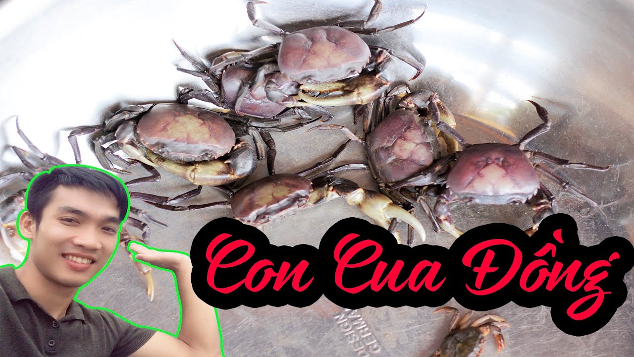 Con Cua Đồng || Con Cua Siêu To Khổng Lồ 2020 - YouTube