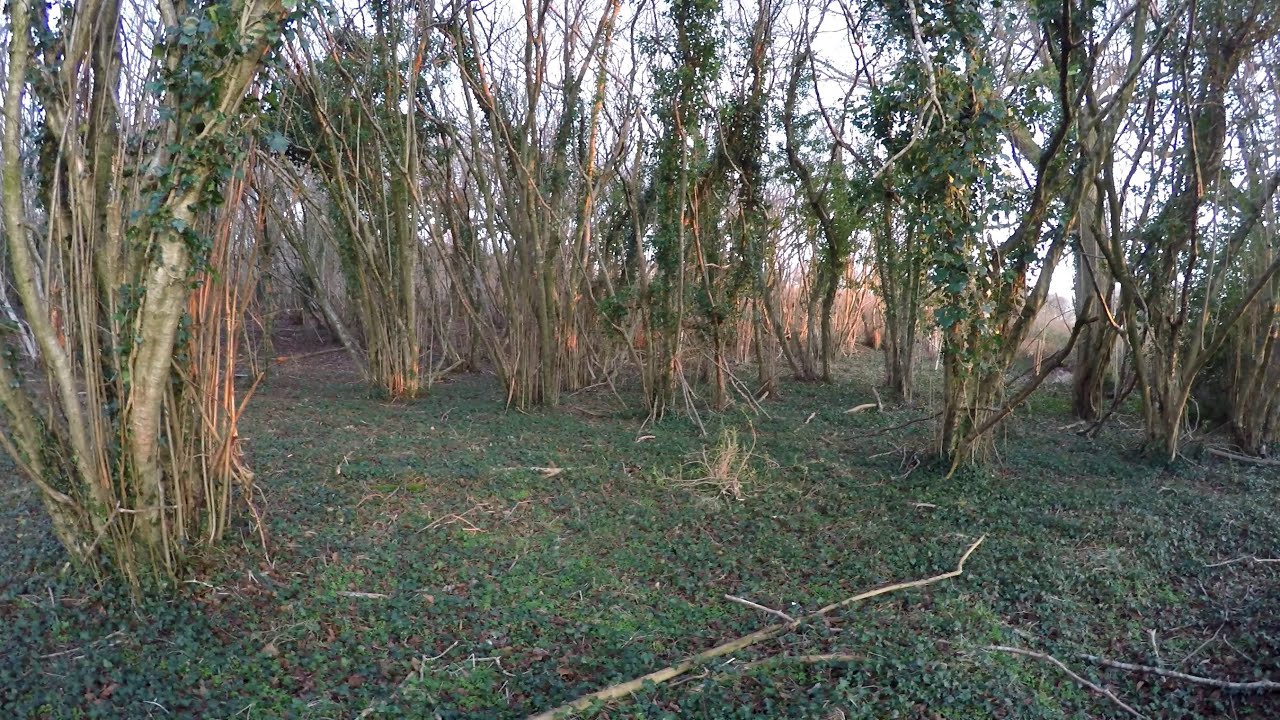 Starting a Hazel Coppice Cant - YouTube