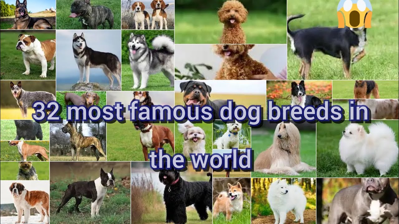 Dog Breeds - List of 32 Most Popular Dog Breed Names in the World ...